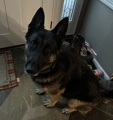 Gregory, MI - German Shepherd Dog. Meet Tank a Pet for Adoption ...