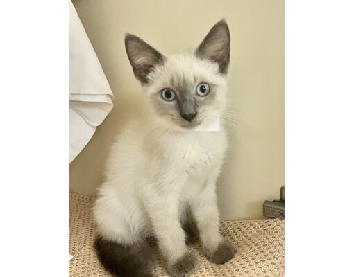 Savannah, GA - Siamese/Domestic Mediumhair. Meet Lilly Woo a Pet for ...