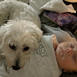 Saint Paris, OH - Poodle (Miniature)/Bichon Frise. Meet Khaleesi a Pet ...