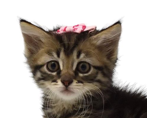 Springfield, OH - Domestic Longhair. Meet Kyra a Pet for Adoption ...