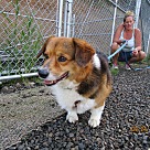 Corgi Puppies - Corgi Rescue and Adoption Near You