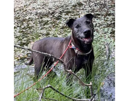 Pt. Richmond, CA - Labrador Retriever/Airedale Terrier. Meet LADY a Pet ...