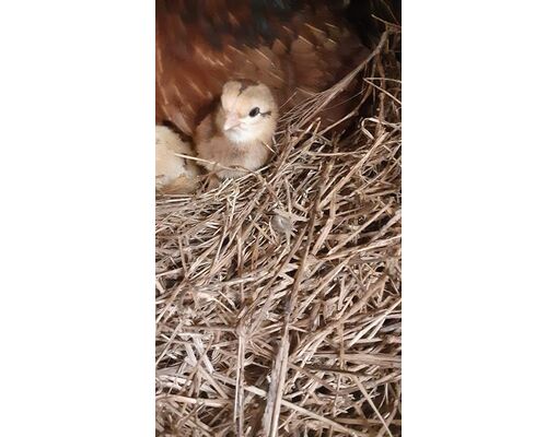 San Antonio, TX - Chicken. Meet 1-117 a Pet for Adoption - AdoptaPet.com