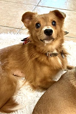 Spring, TX - Cocker Spaniel/Papillon. Meet Marley a Pet for Adoption ...