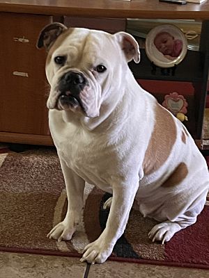El Paso, TX - Mutt/English Bulldog. Meet Maisy a Pet for Adoption ...