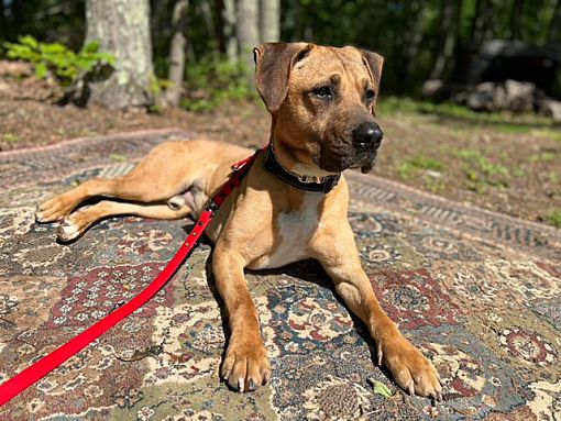 Jackson, NJ - Black Mouth Cur/Pit Bull Terrier. Meet Clarence a Pet for ...