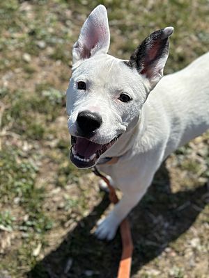 Stanton, MI - Husky/Pit Bull Terrier. Meet Dottie a Pet for Adoption ...