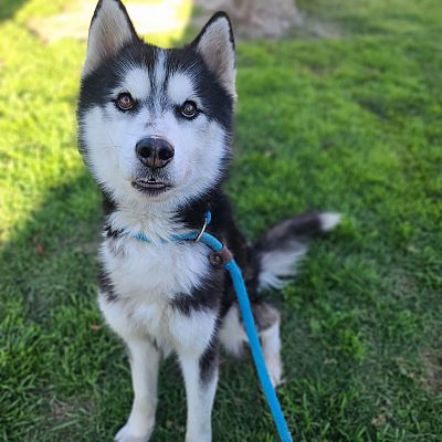Costa Mesa, CA - Siberian Husky. Meet Mint Julep a Pet for Adoption ...