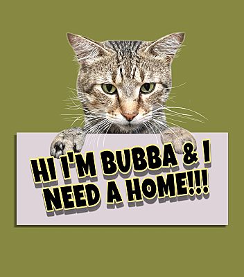 Stone Mountain, GA - Tabby. Meet Bubba a Pet for Adoption - AdoptaPet.com