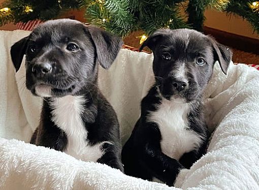 Andover, CT - Border Collie/Australian Shepherd. Meet BORDER COLLIE ...