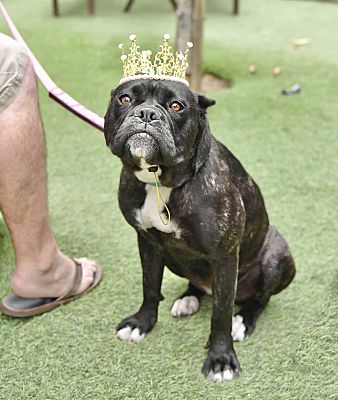 Los Angeles, CA - French Bulldog/Cane Corso. Meet Jenna a Pet for ...