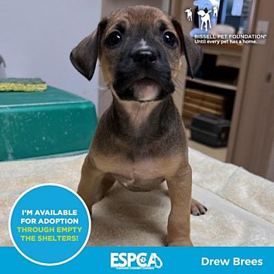 Enid, OK - Pug/Cocker Spaniel. Meet Drew Brees a Pet for Adoption ...