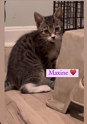 Baltimore, MD - Domestic Shorthair. Meet Maxine a Pet for Adoption ...