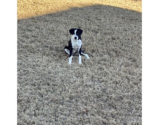 Winchester, VA - Border Collie/English Springer Spaniel. Meet Zandra a ...