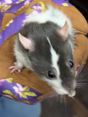 Indianapolis, IN - Rat. Meet Fleece Jammies a Pet for Adoption ...