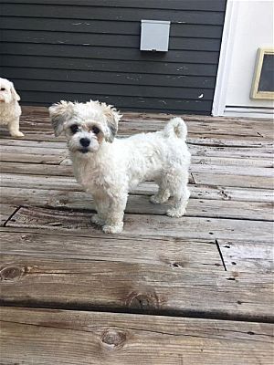 Holland, MI - Coton de Tulear/Poodle (Miniature). Meet Radis a Pet for ...
