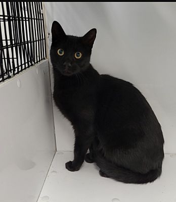 Rochester, NY - Domestic Shorthair. Meet Pebbles a Pet for Adoption ...