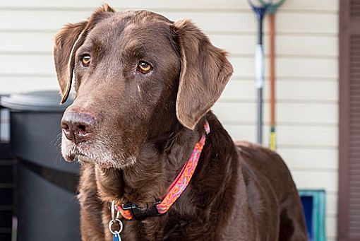 Purcellville, VA - Labrador Retriever. Meet Quincy a Pet for Adoption ...