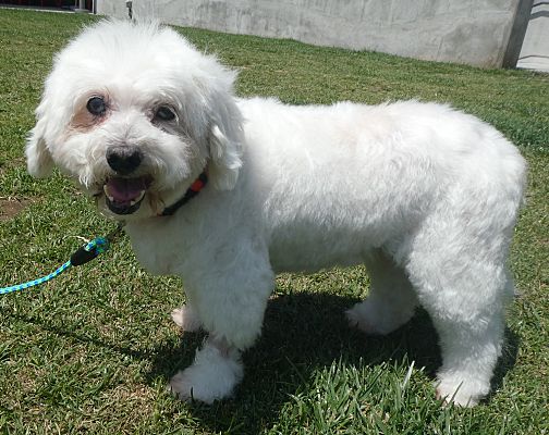 Roseville, CA - Bichon Frise/Maltese. Meet Tater a Pet for Adoption ...