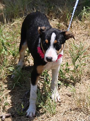 Bandera, TX - Border Collie. Meet Dallas a Pet for Adoption - AdoptaPet.com