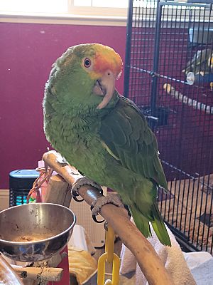 Concord, CA - Amazon. Meet Casper a Pet for Adoption - AdoptaPet.com