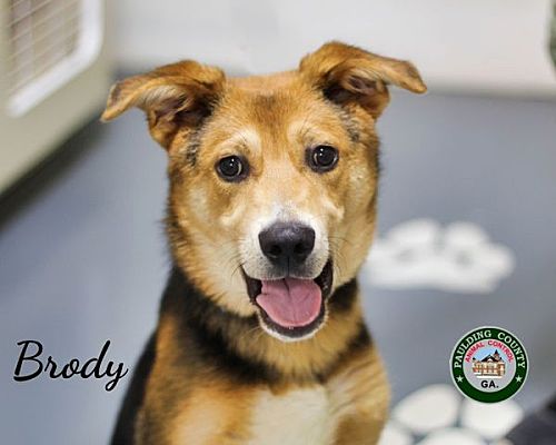 Dallas, GA - Shepherd (Unknown Type). Meet 24-05-1461 Brody a Pet for ...