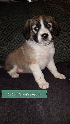 Albemarle, NC - Golden Retriever. Meet Cece a Pet for Adoption ...