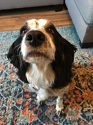 Kannapolis, NC - Field Spaniel. Meet Emma/Courtesy Post/Adopted! a Pet ...