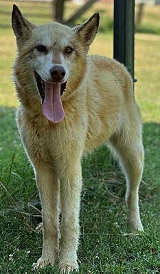newfoundland, PA - Husky. Meet Luna a Pet for Adoption - AdoptaPet.com