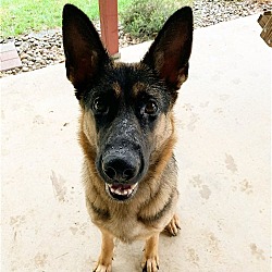 Baltimore, MD - German Shepherd Dog. Meet Chloe a Pet for Adoption ...