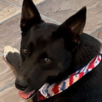 Chicago, IL - Siberian Husky/Rottweiler. Meet Cleveland a Pet for ...