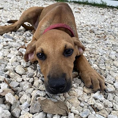 Sarasota, FL - Redbone Coonhound/Mixed Breed (Medium). Meet Gus a Pet ...