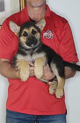 Pittsburgh, PA - German Shepherd Dog. Meet Teddy a Pet for Adoption ...