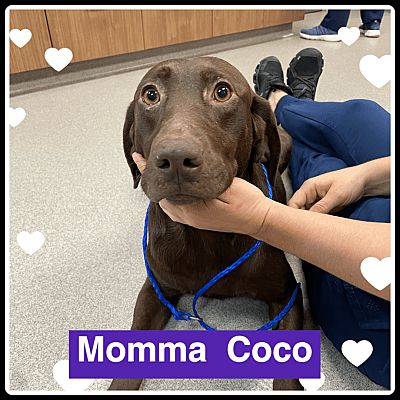 Cumming, GA - Labrador Retriever. Meet Momma Coco a Pet for Adoption ...