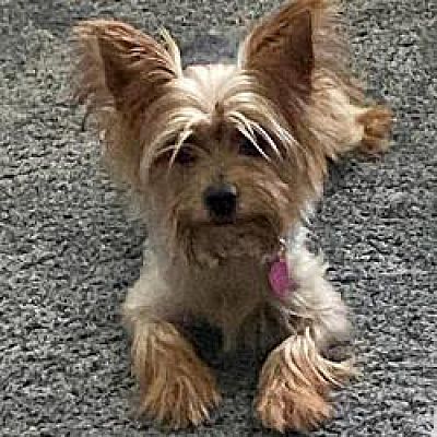 Georgetown, TX - Yorkie, Yorkshire Terrier. Meet Sugar Baby a Pet for ...
