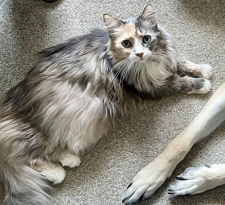 Renton, WA - Domestic Longhair. Meet Lucy a Pet for Adoption ...