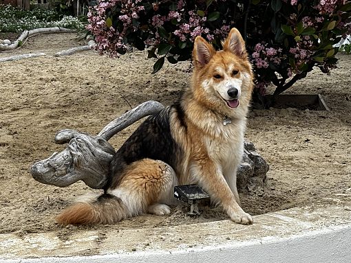Marina del Rey, CA - German Shepherd Dog. Meet juniper a Pet for ...