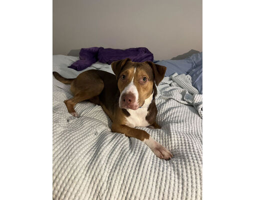 Baton Rouge, LA - American Pit Bull Terrier/Labrador Retriever. Meet ...