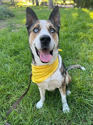 Los Angeles, CA - Australian Kelpie/Siberian Husky. Meet Hassan a Pet ...