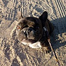 French Bulldog Puppies - Rescue and Adoption Near You