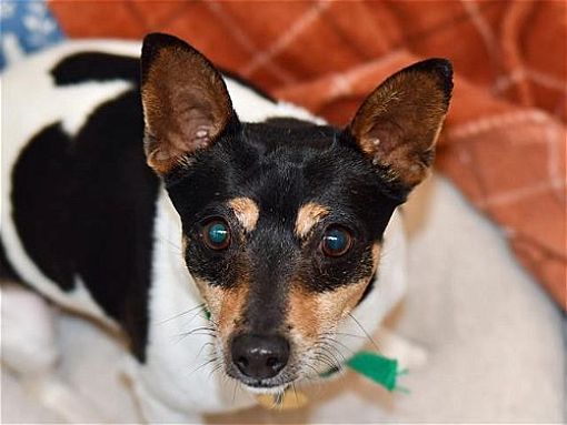 Denver, CO - Rat Terrier. Meet HAZEL a Pet for Adoption - AdoptaPet.com