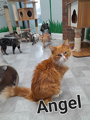 Rome, GA - Domestic Longhair. Meet Angel a Pet for Adoption - AdoptaPet.com
