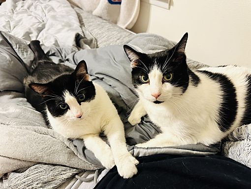 Ames, IA - Domestic Mediumhair. Meet Pickle and Pablo a Pet for ...