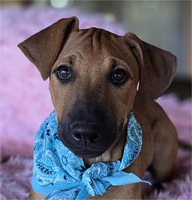 Boerne, TX - Doberman Pinscher/Rhodesian Ridgeback. Meet Fern a Pet for ...