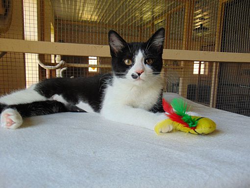 Cincinnati, OH - Domestic Shorthair. Meet Sister Snookums a Pet for ...