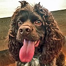 Cocker Spaniel Puppies - Rescue and Adoption Near You