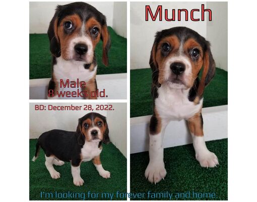 Boaz, AL - Beagle/Cavalier King Charles Spaniel. Meet Munch a Pet for ...