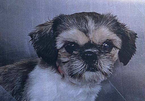 Fort Madison, IA - Shih Tzu. Meet Snookums a Pet for Adoption ...