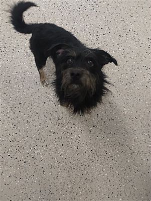 York, SC - Yorkie, Yorkshire Terrier/Scottie, Scottish Terrier. Meet ...