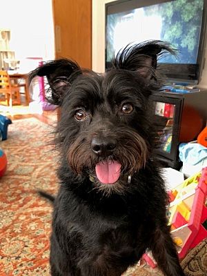 Anderson, SC - Jack Russell Terrier/Scottie, Scottish Terrier. Meet ...